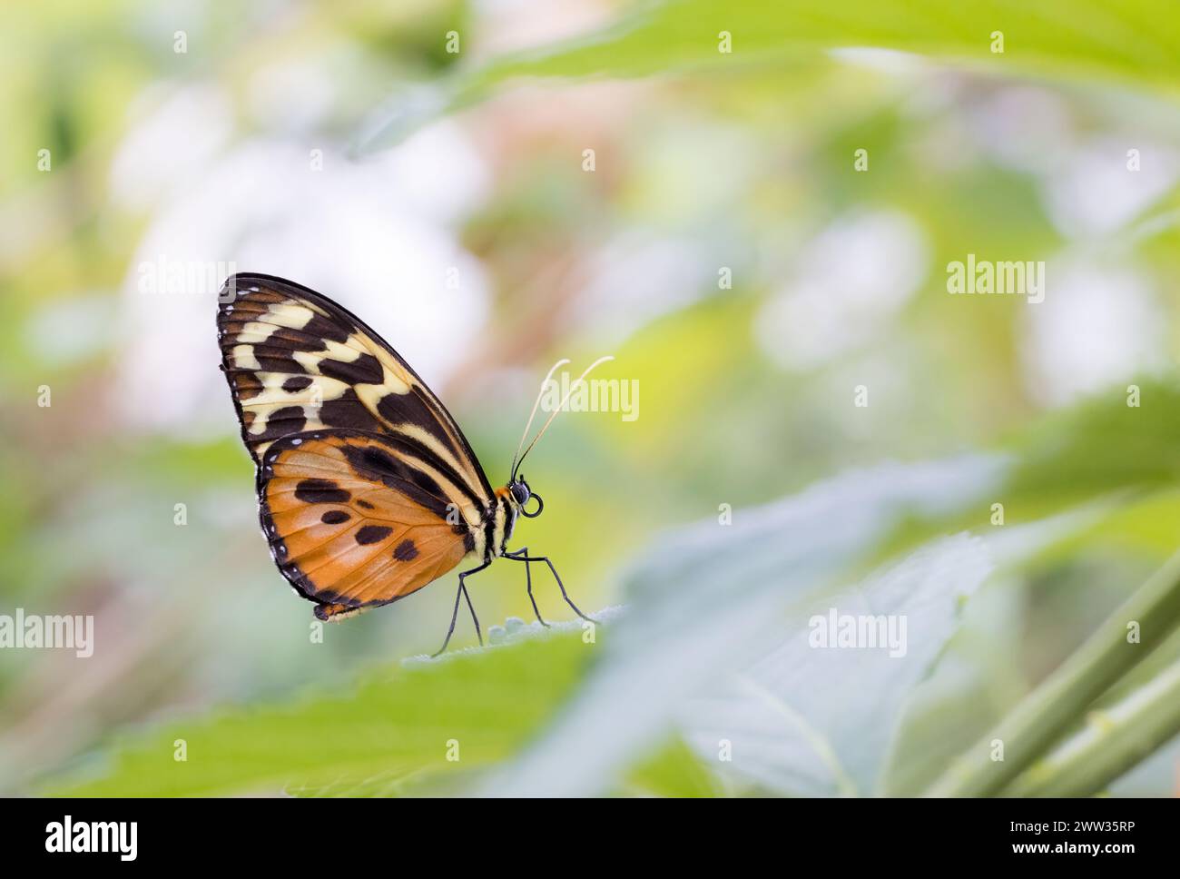 Panama schmetterling -Fotos und -Bildmaterial in hoher Auflösung – Alamy