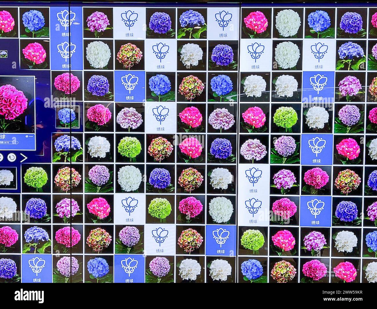 Kunming, China. Dezember 2023. Blumen werden am 6. Dezember 2023 im ...