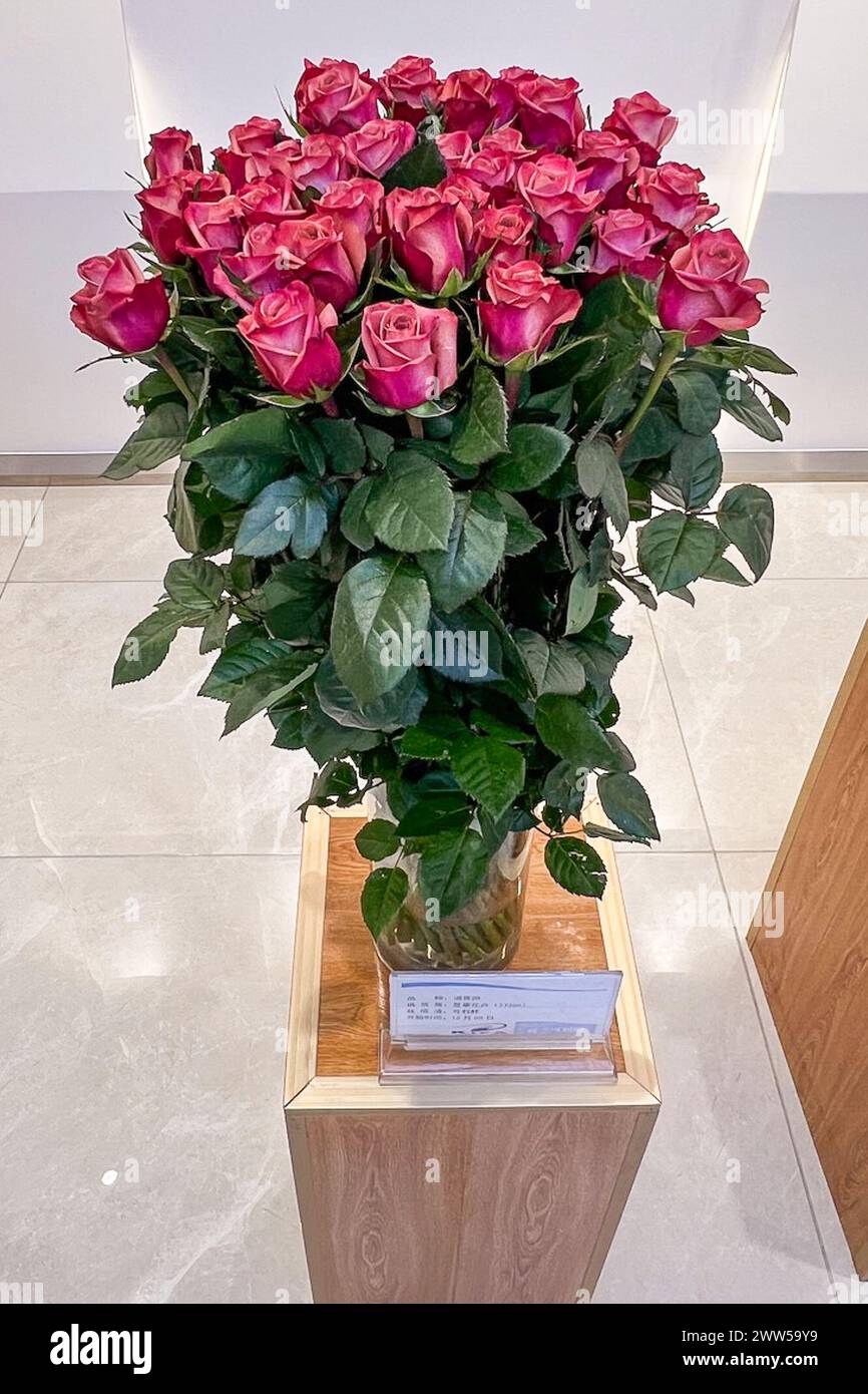 Kunming, China. Dezember 2023. Blumen werden am 6. Dezember 2023 im ...