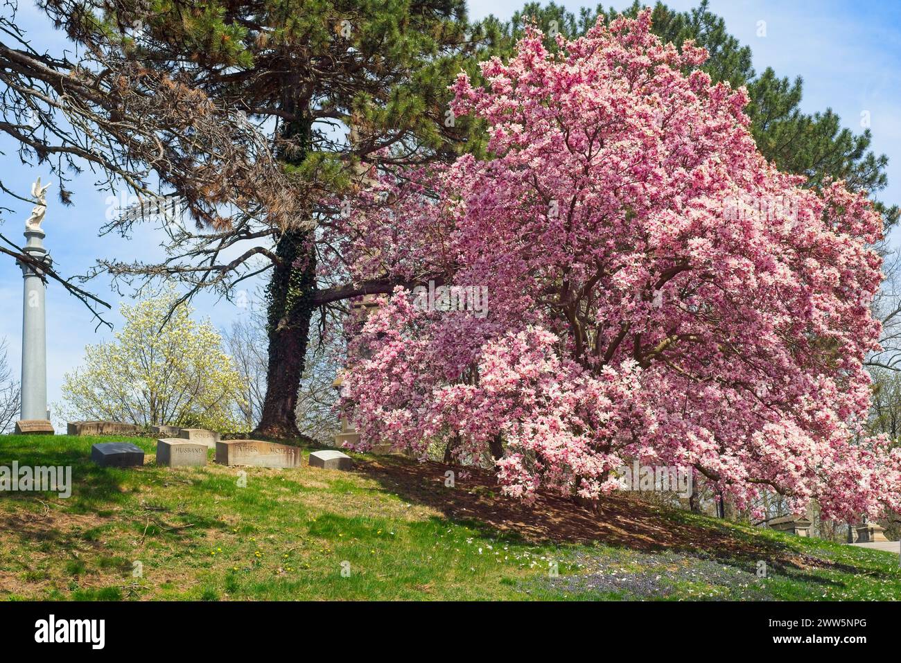 Ein großer Magnolienbaum in voller Blüte auf einem Friedhof in ...