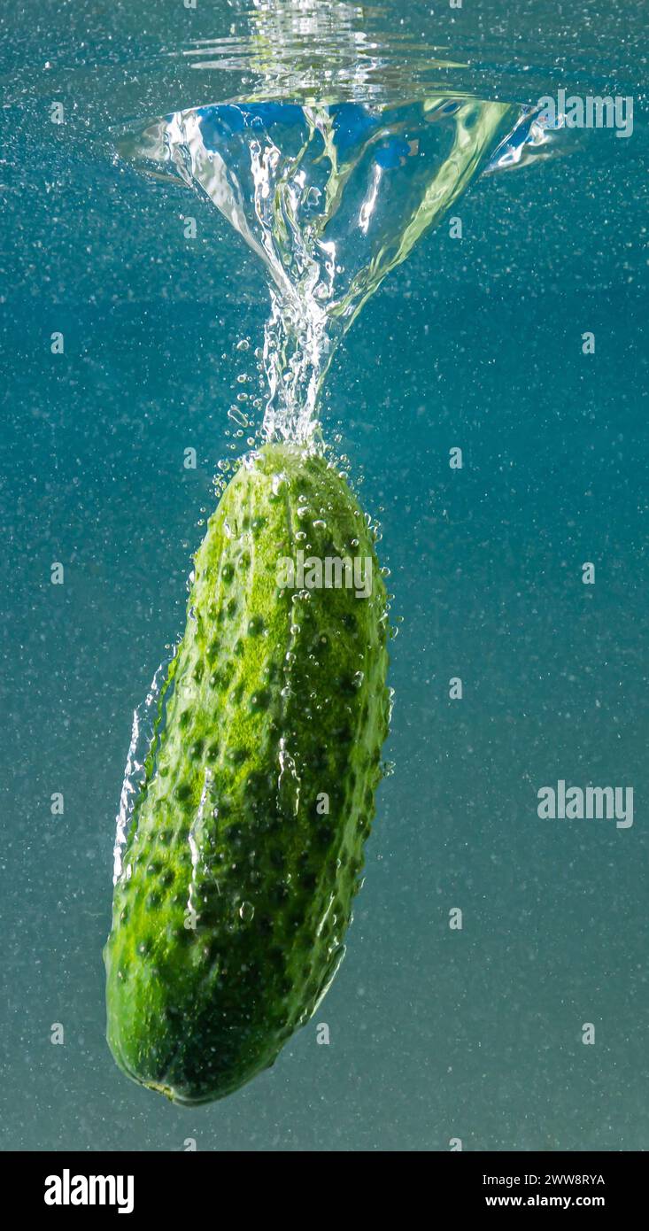 Wunderschne Gurke Im Wasser Bilder
