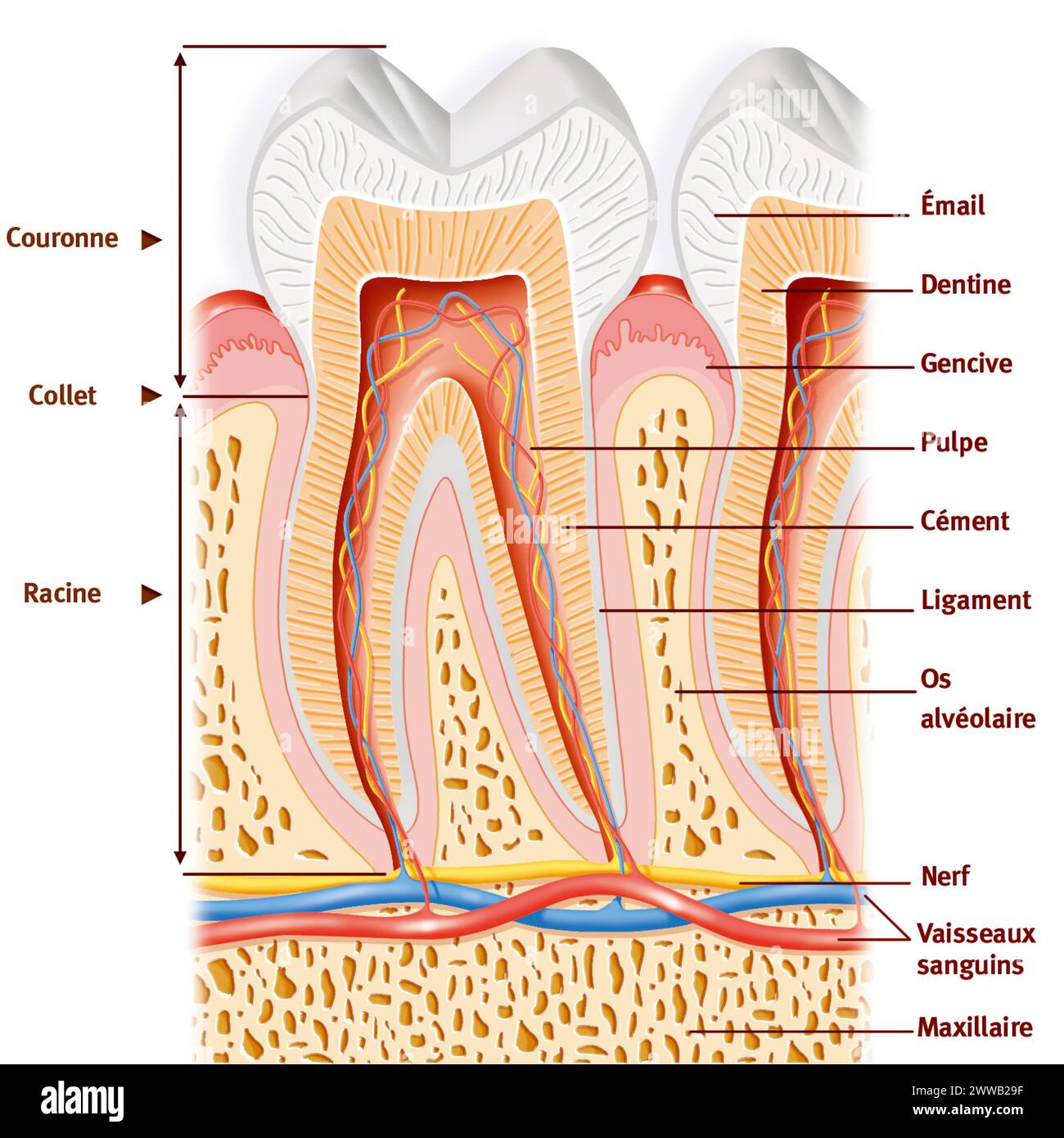 Anatomie des Zahnes: Von oben nach unten - Schmelz in weiß - Dentin in ...