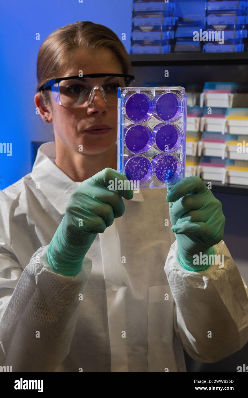 Plaque assay -Fotos und -Bildmaterial in hoher Auflösung – Alamy