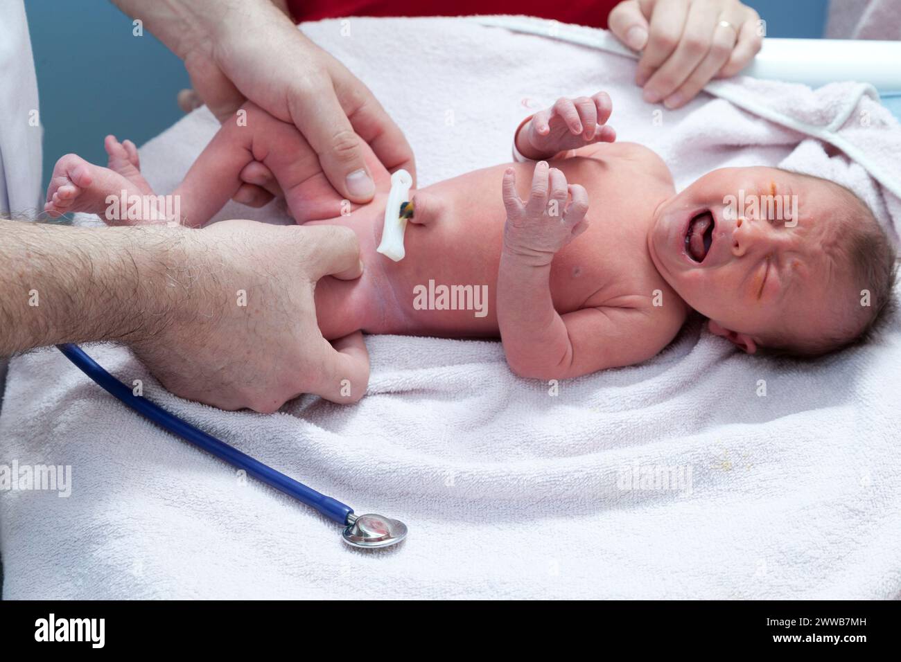 Arterias femoral -Fotos und -Bildmaterial in hoher Auflösung – Alamy