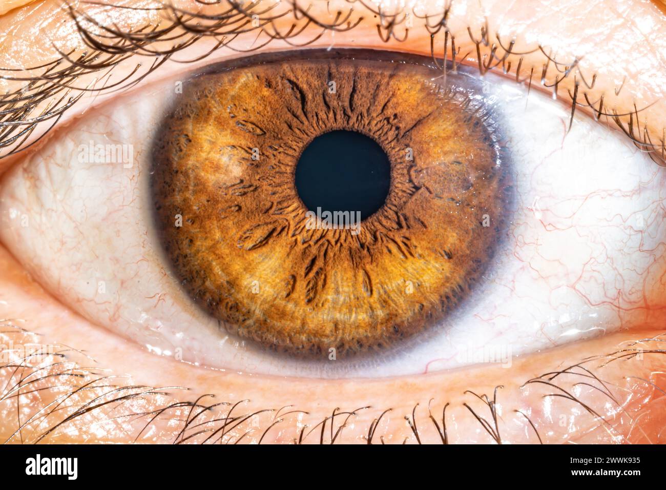 Beschreibung: Weibliches Braunes Auge Mit Langen Wimpern In Nahaufnahme ...