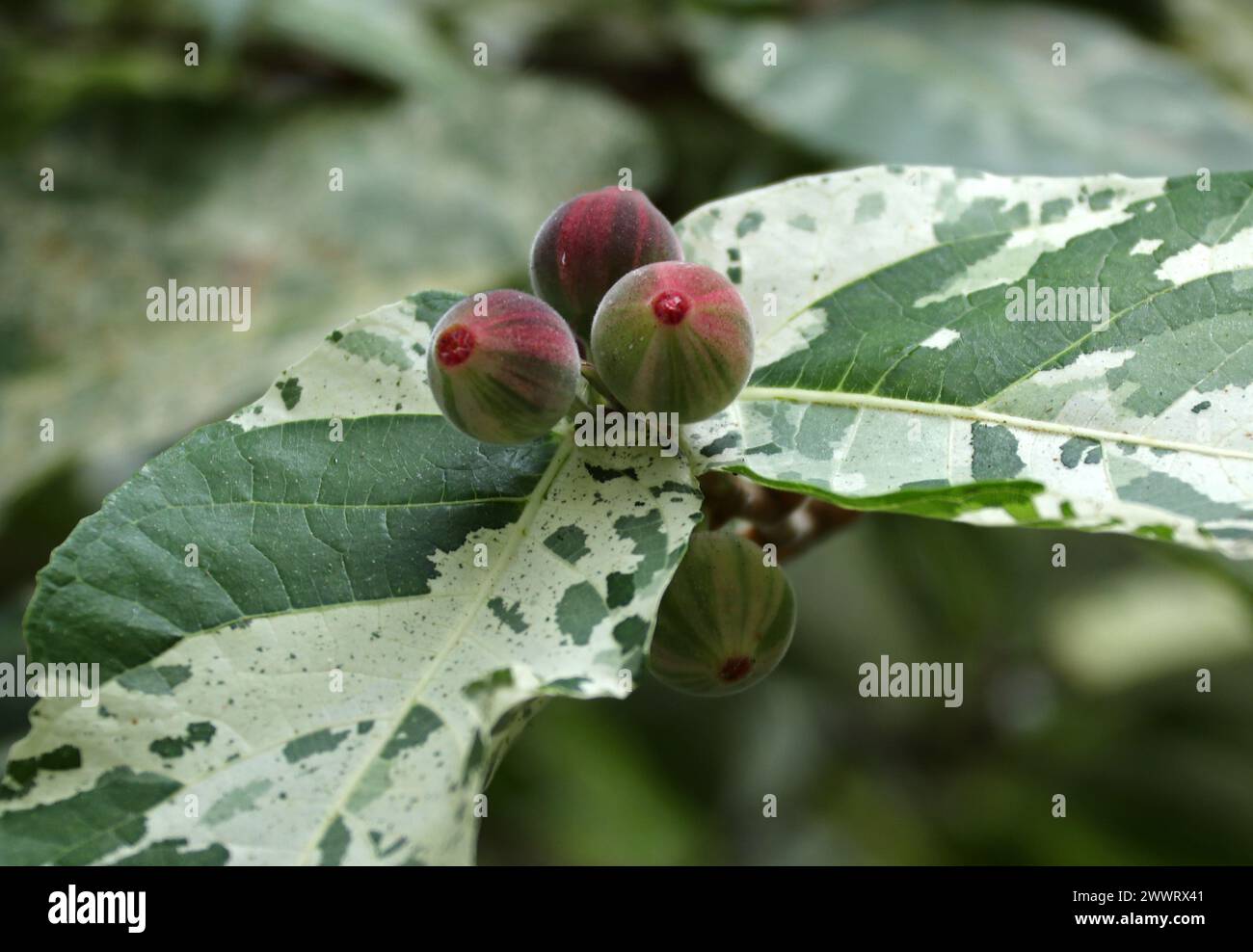 Ficus aspera -Fotos und -Bildmaterial in hoher Auflösung – Alamy
