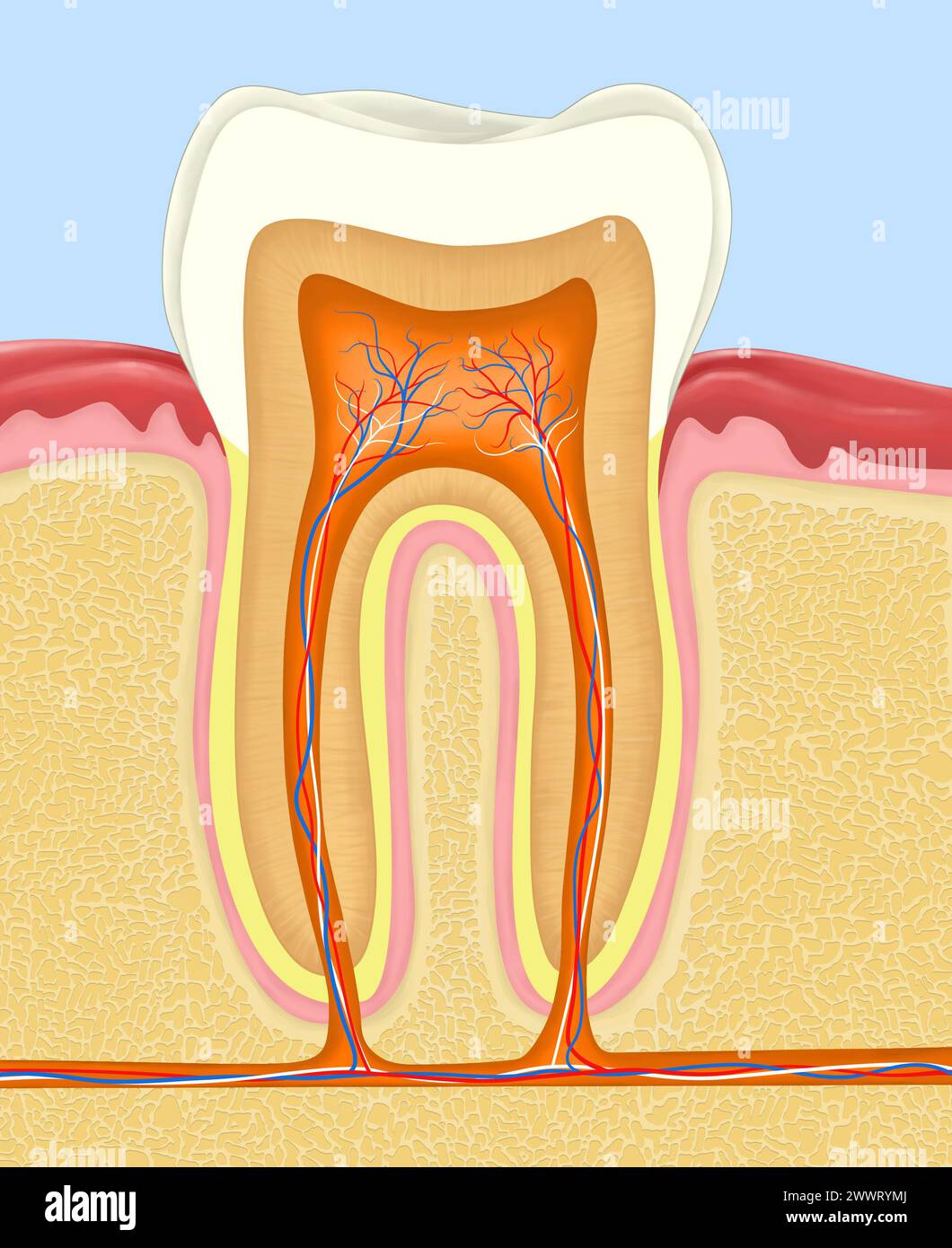 Zahnmedizin anatomie querschnitt -Fotos und -Bildmaterial in hoher ...