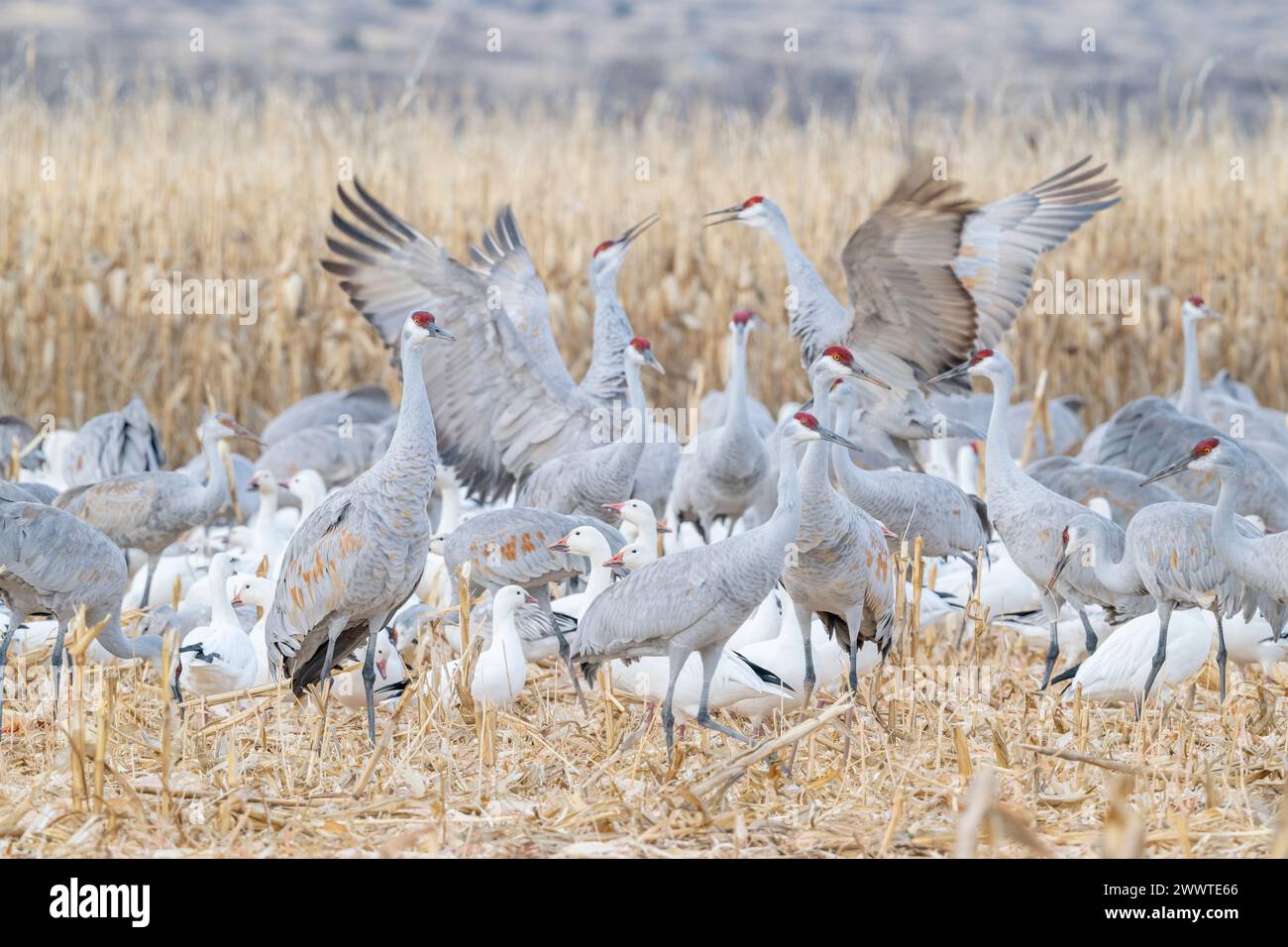 Herde von Sandhügelkranen (Grus canadensis) und Schneegänsen (Chen ...