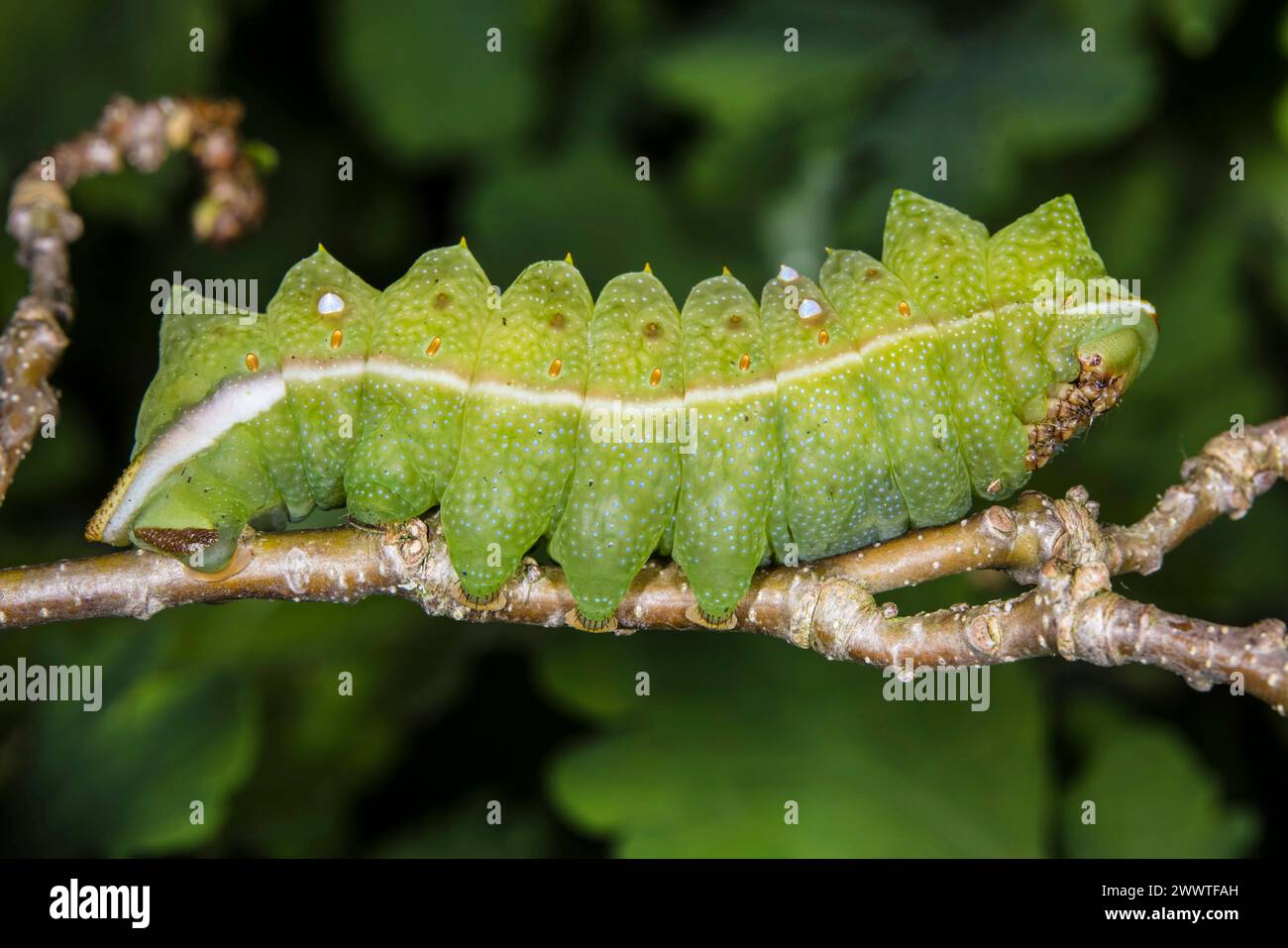 Grüne raupen afrika -Fotos und -Bildmaterial in hoher Auflösung – Alamy