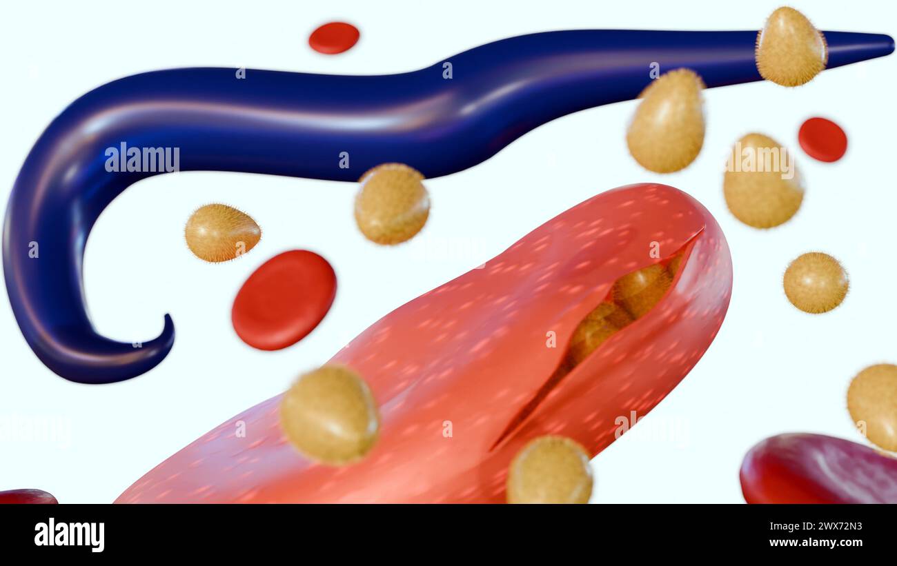 Plasmodium ovale schizont -Fotos und -Bildmaterial in hoher Auflösung ...