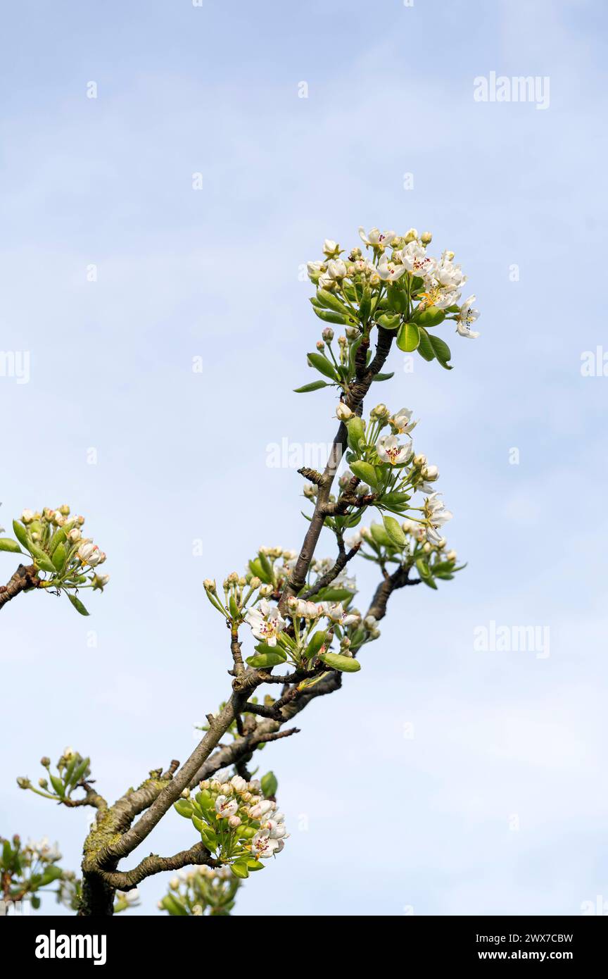 Amsterdam Niederlande März 2024 Birnenblüte Pyrus communis auf einem ...