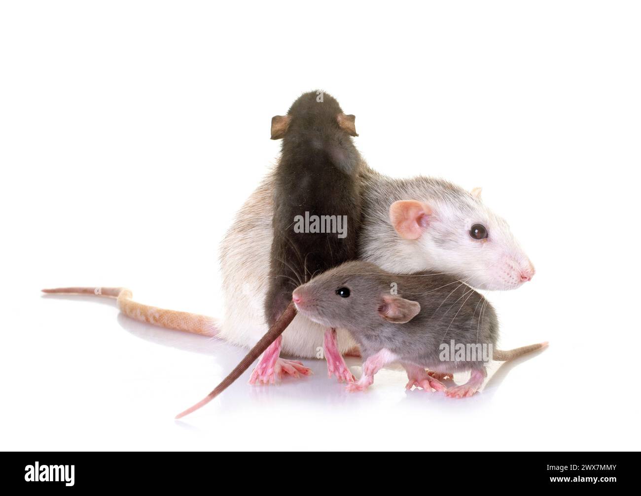 Familie von ratten -Fotos und -Bildmaterial in hoher Auflösung – Alamy