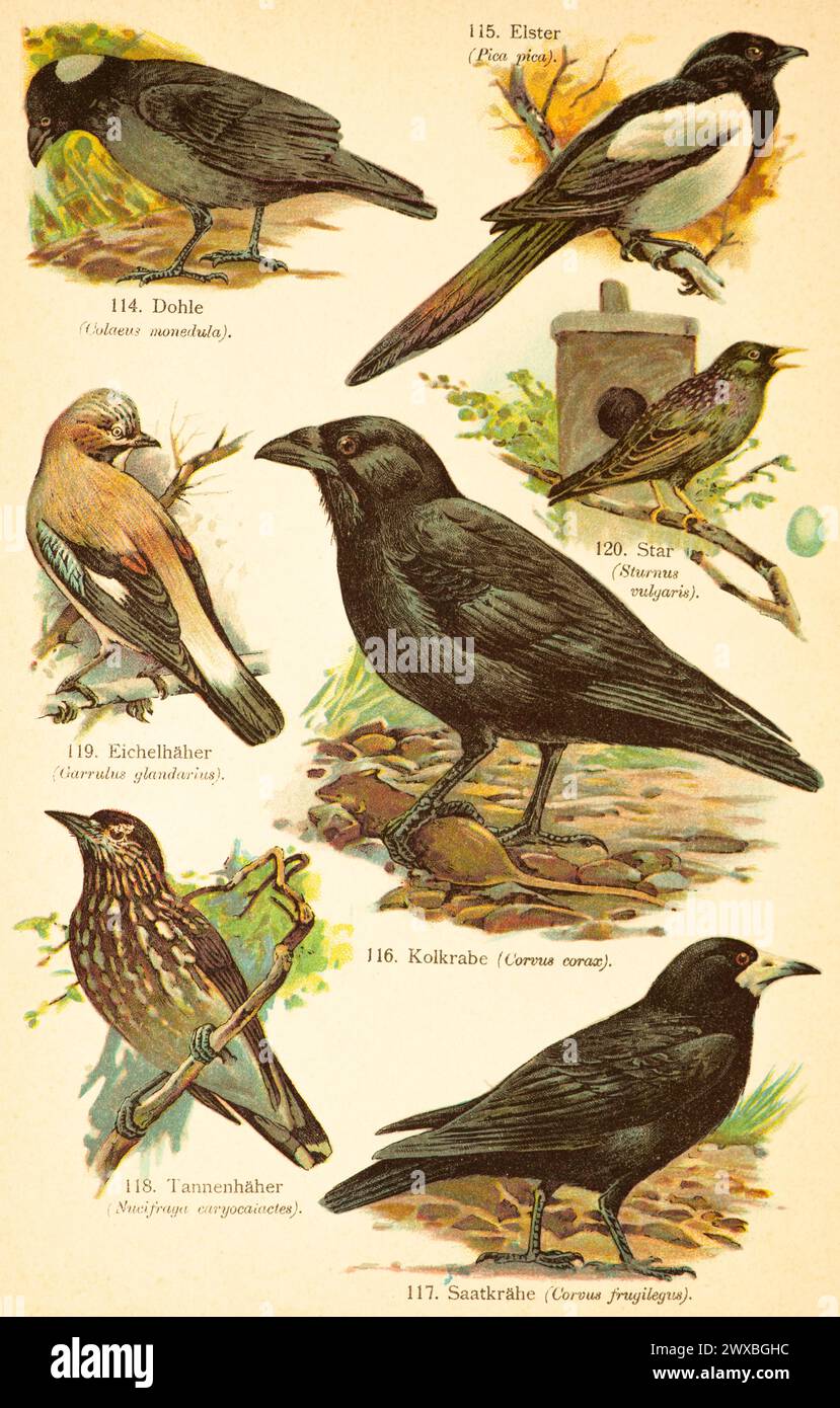 Pica glandarius -Fotos und -Bildmaterial in hoher Auflösung – Alamy