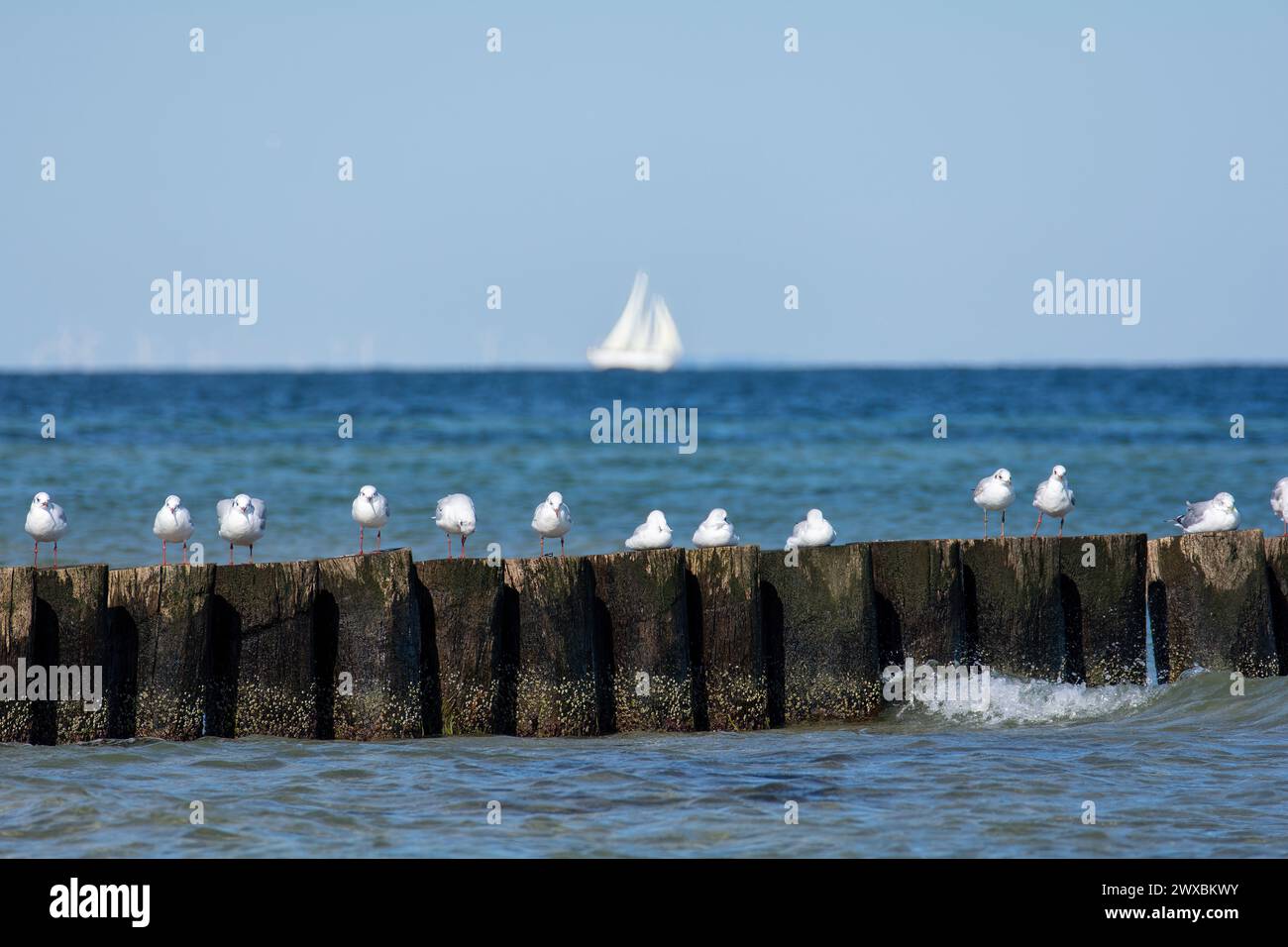Möwen sitzen auf dem pfosten -Fotos und -Bildmaterial in hoher ...
