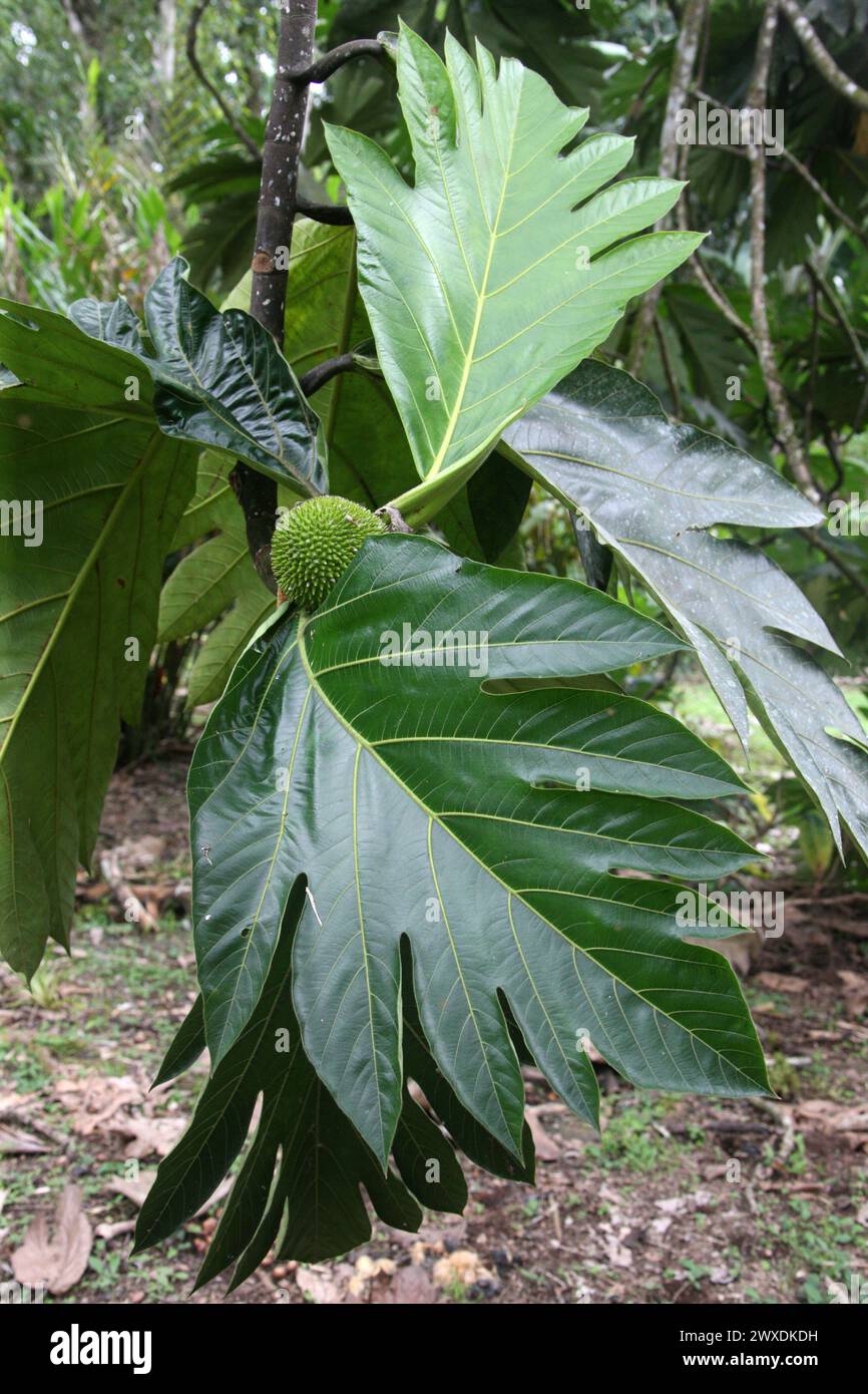 Die Breadnut, Artocarpus camansi, Moraceae. Costa Rica. Die Breadnut ...