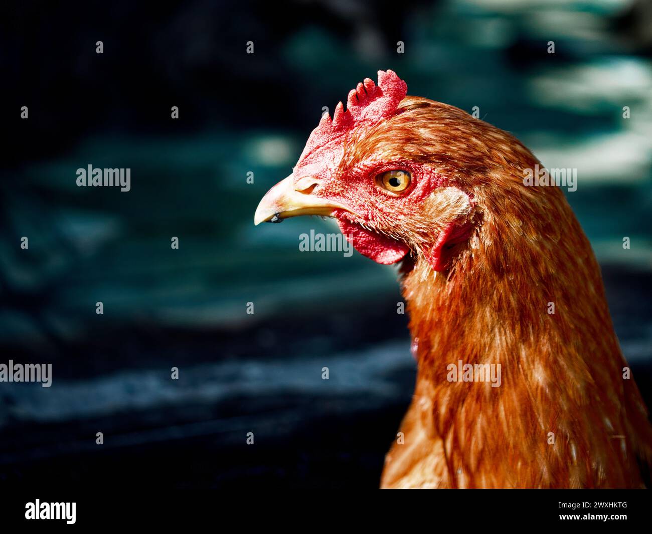 Weichzeichner hintergrund -Fotos und -Bildmaterial in hoher Auflösung ...