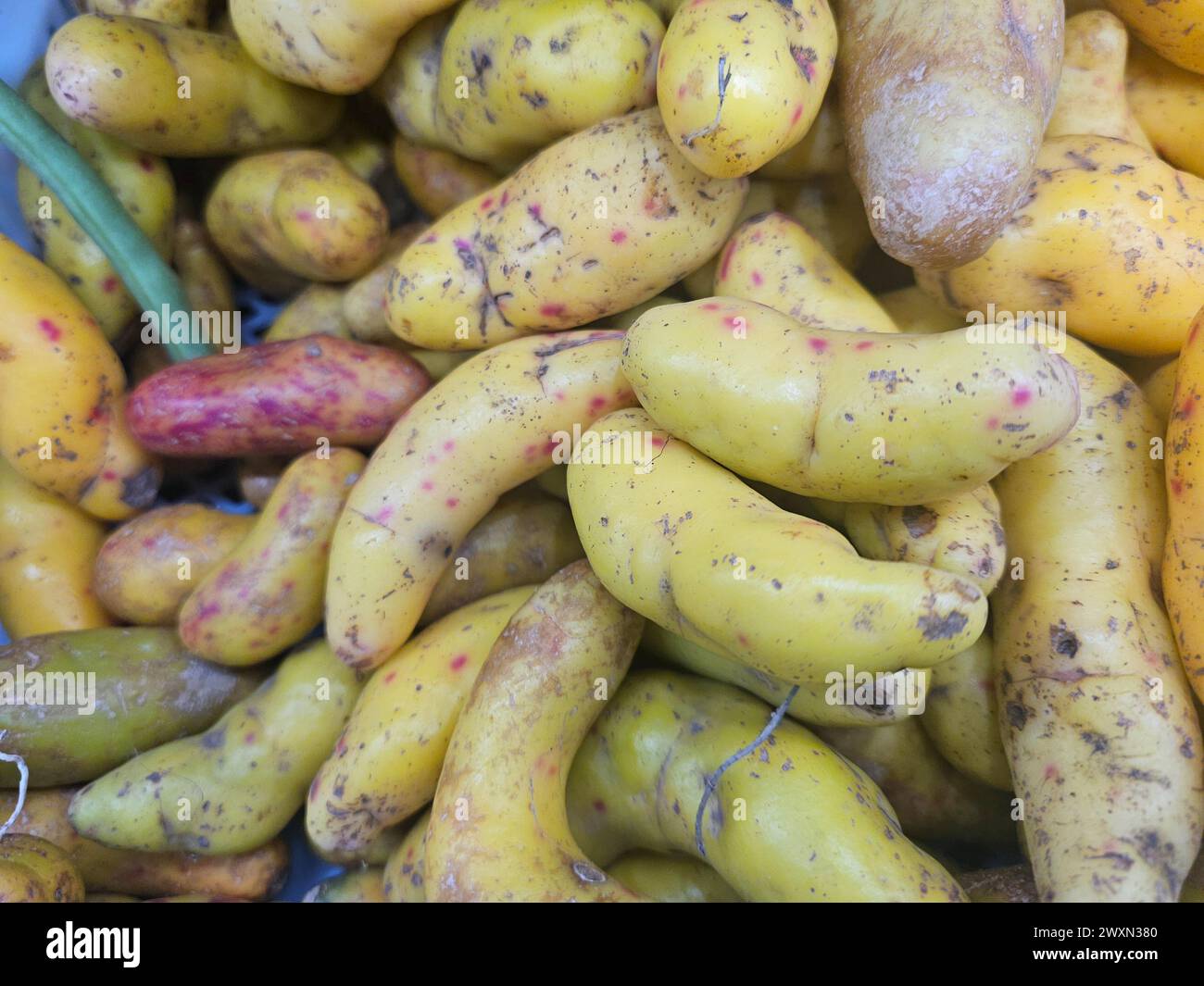 Ullucus tuberosus -Fotos und -Bildmaterial in hoher Auflösung – Alamy