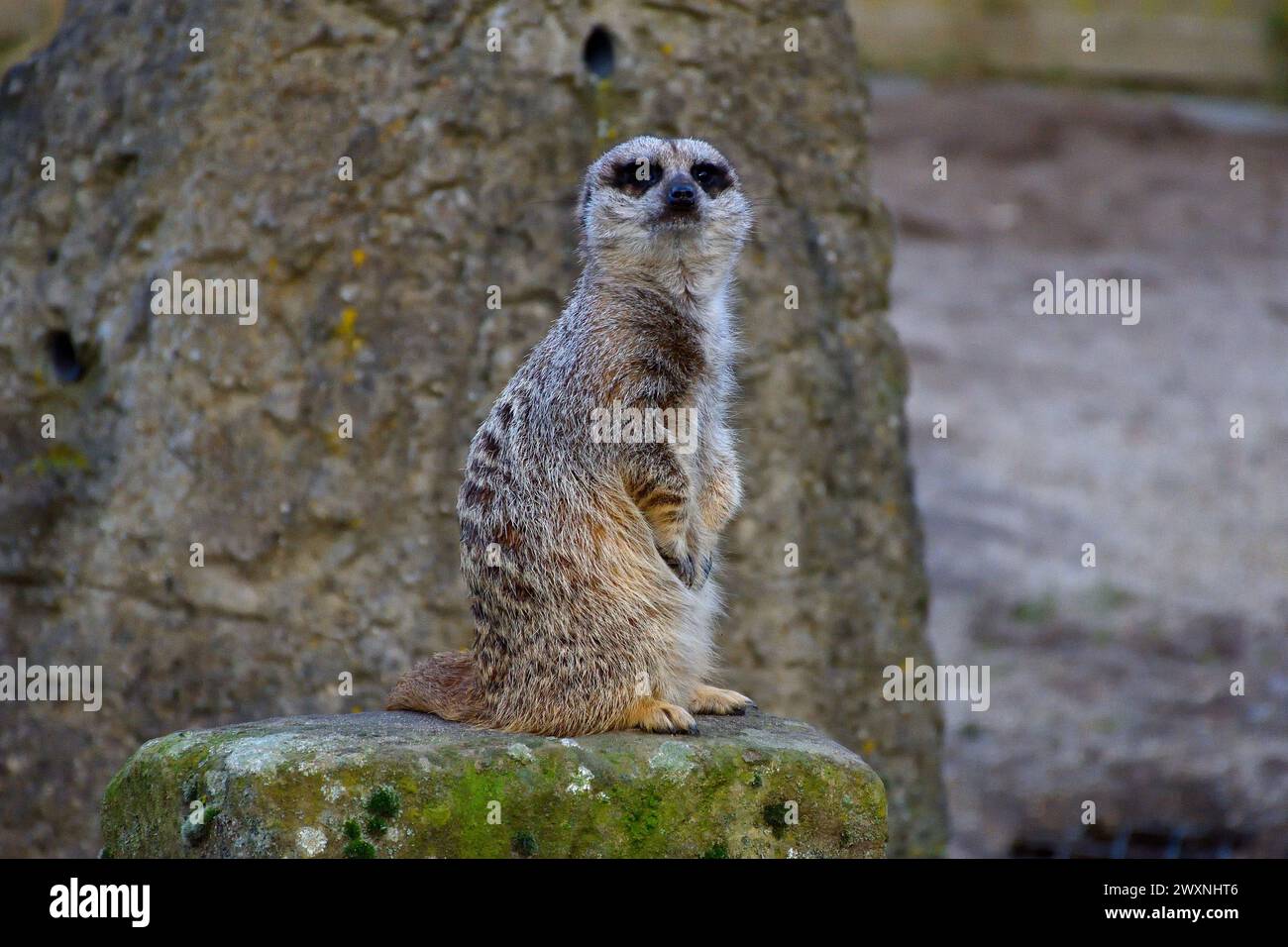 Camperdown park und wildlife center -Fotos und -Bildmaterial in hoher ...