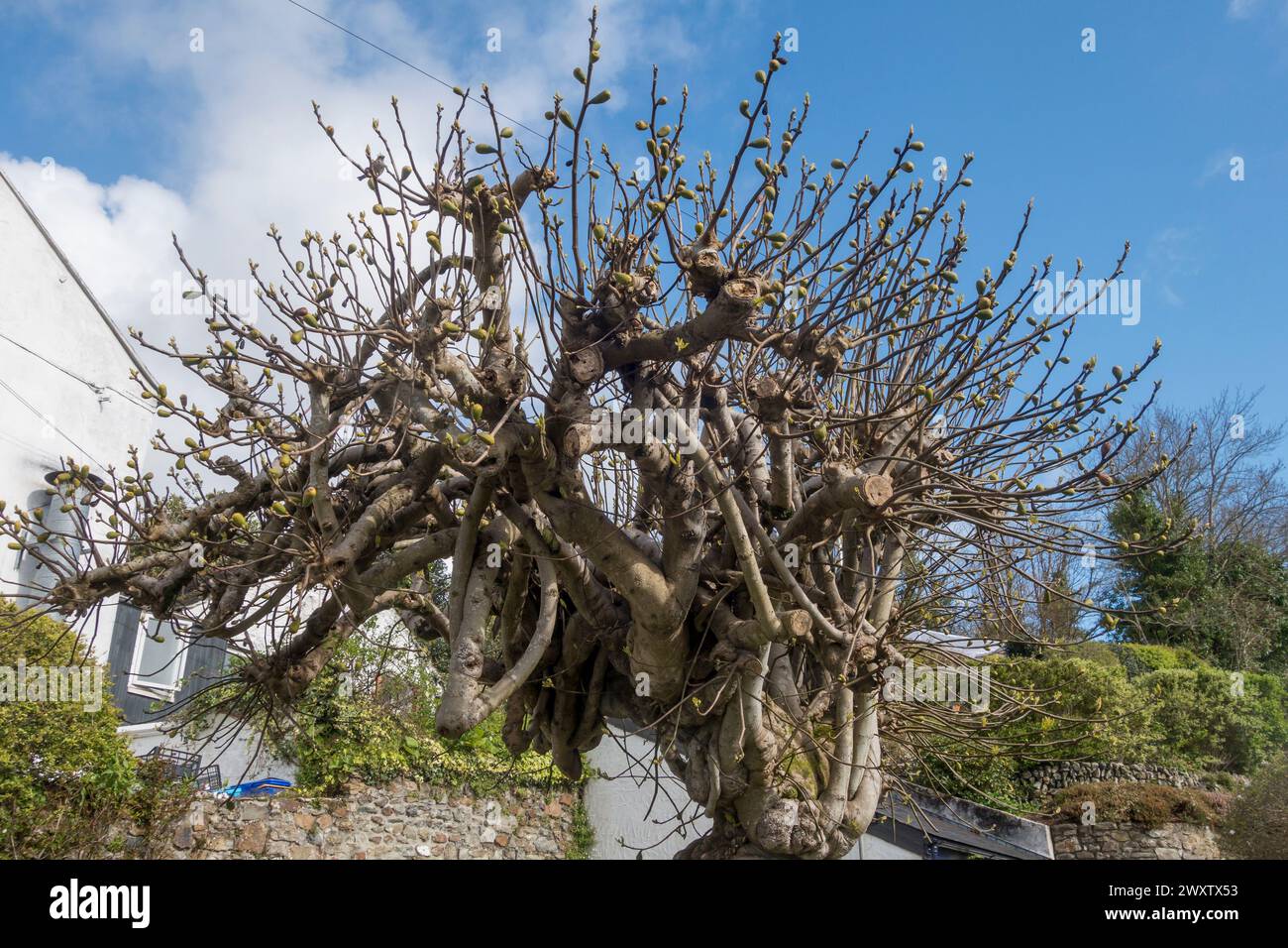 Ein alter, harter Feigenbaum (Ficus carica) in einem kornischen Garten ...