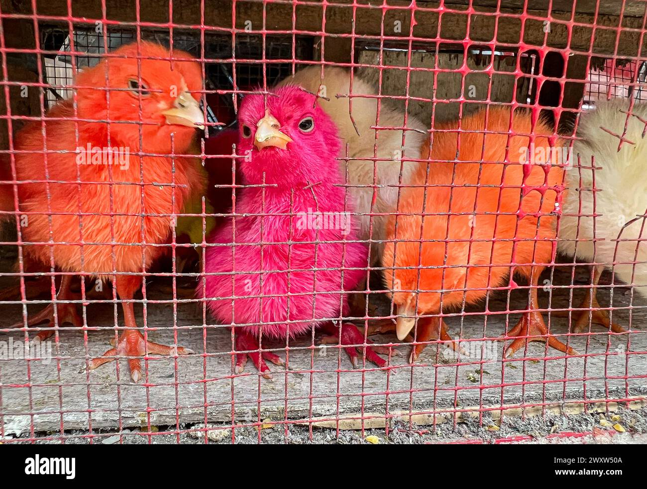 Cavite provinzen -Fotos und -Bildmaterial in hoher Auflösung – Alamy