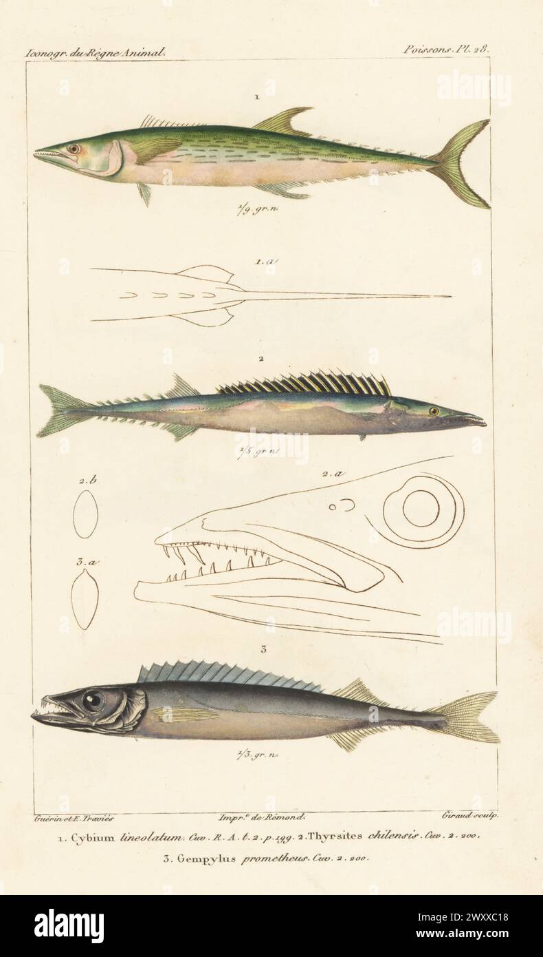 Gempylus prometheus -Fotos und -Bildmaterial in hoher Auflösung – Alamy