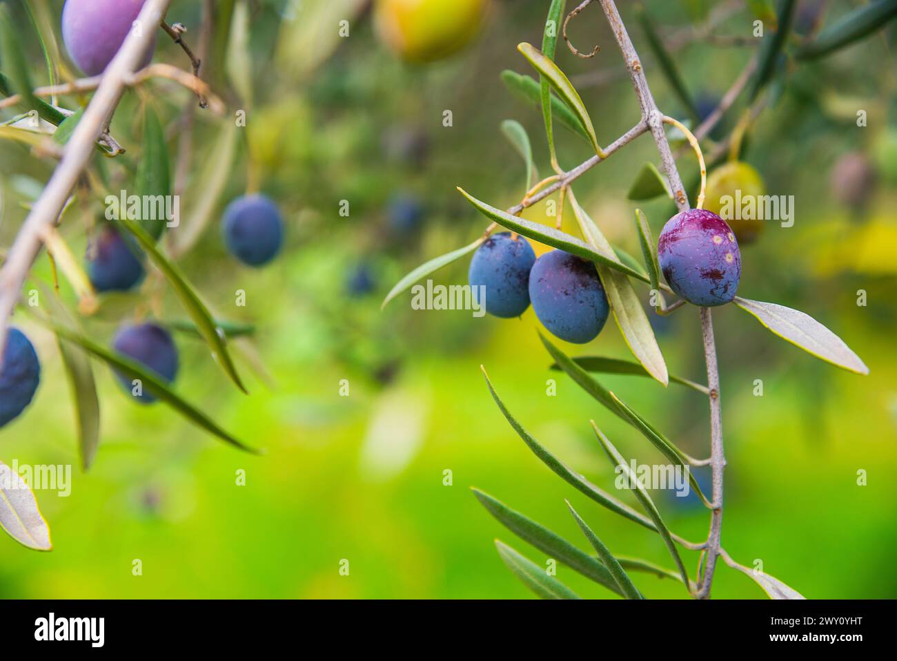 Die oliven wachsen -Fotos und -Bildmaterial in hoher Auflösung – Alamy