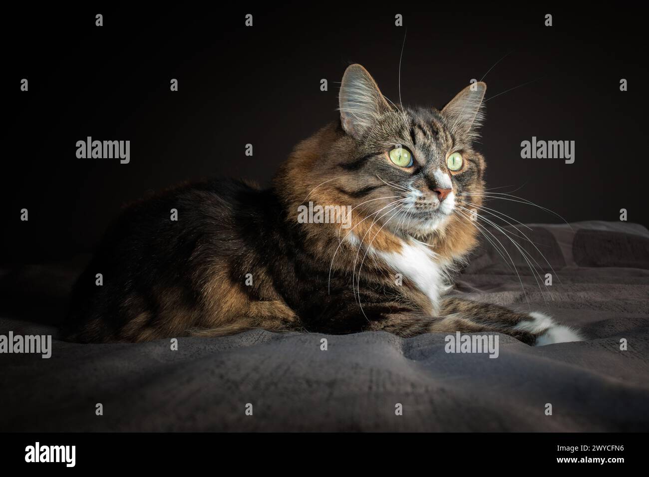 Katze auf dunklem hintergrund -Fotos und -Bildmaterial in hoher ...
