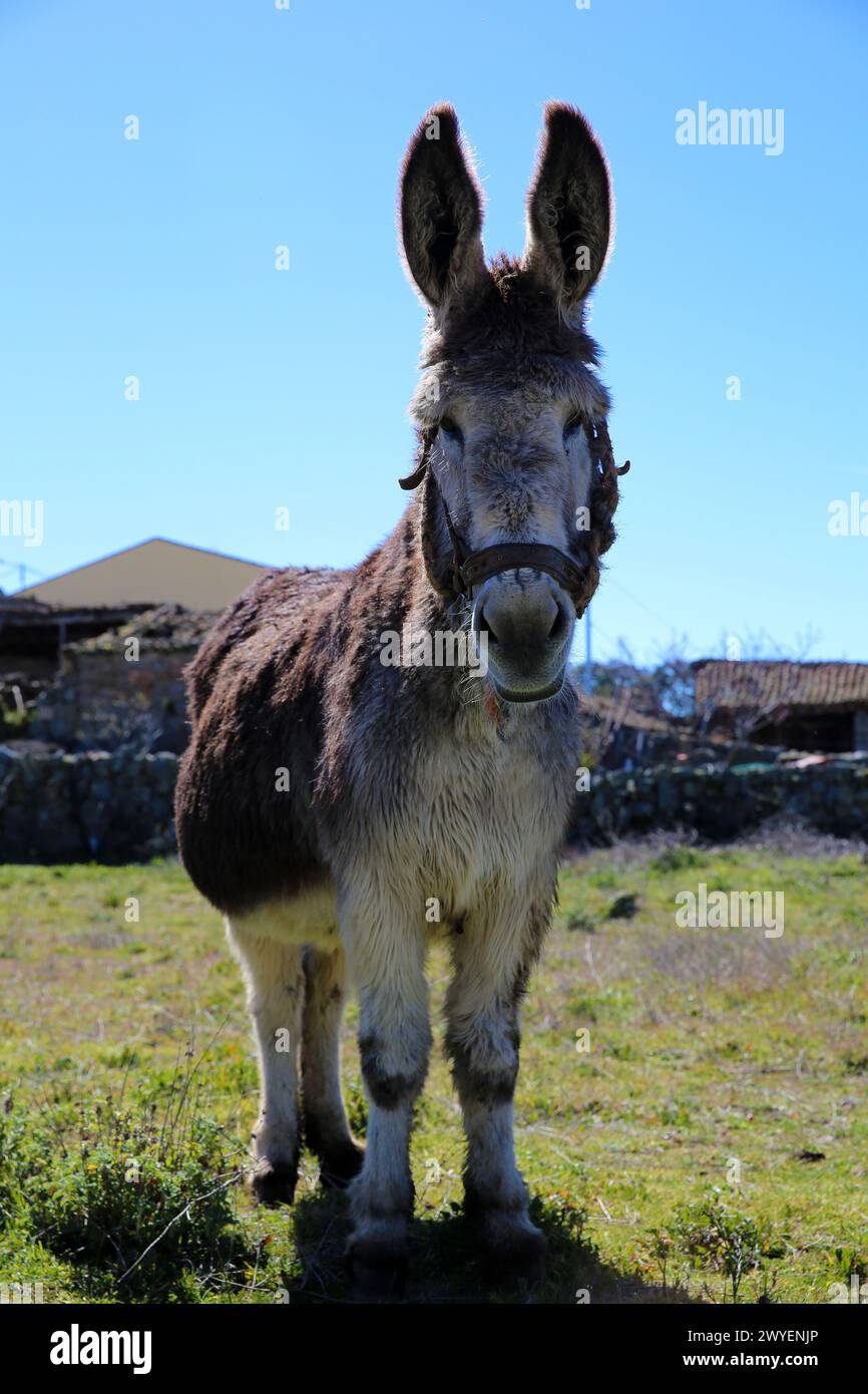 Lachender esel -Fotos und -Bildmaterial in hoher Auflösung – Alamy
