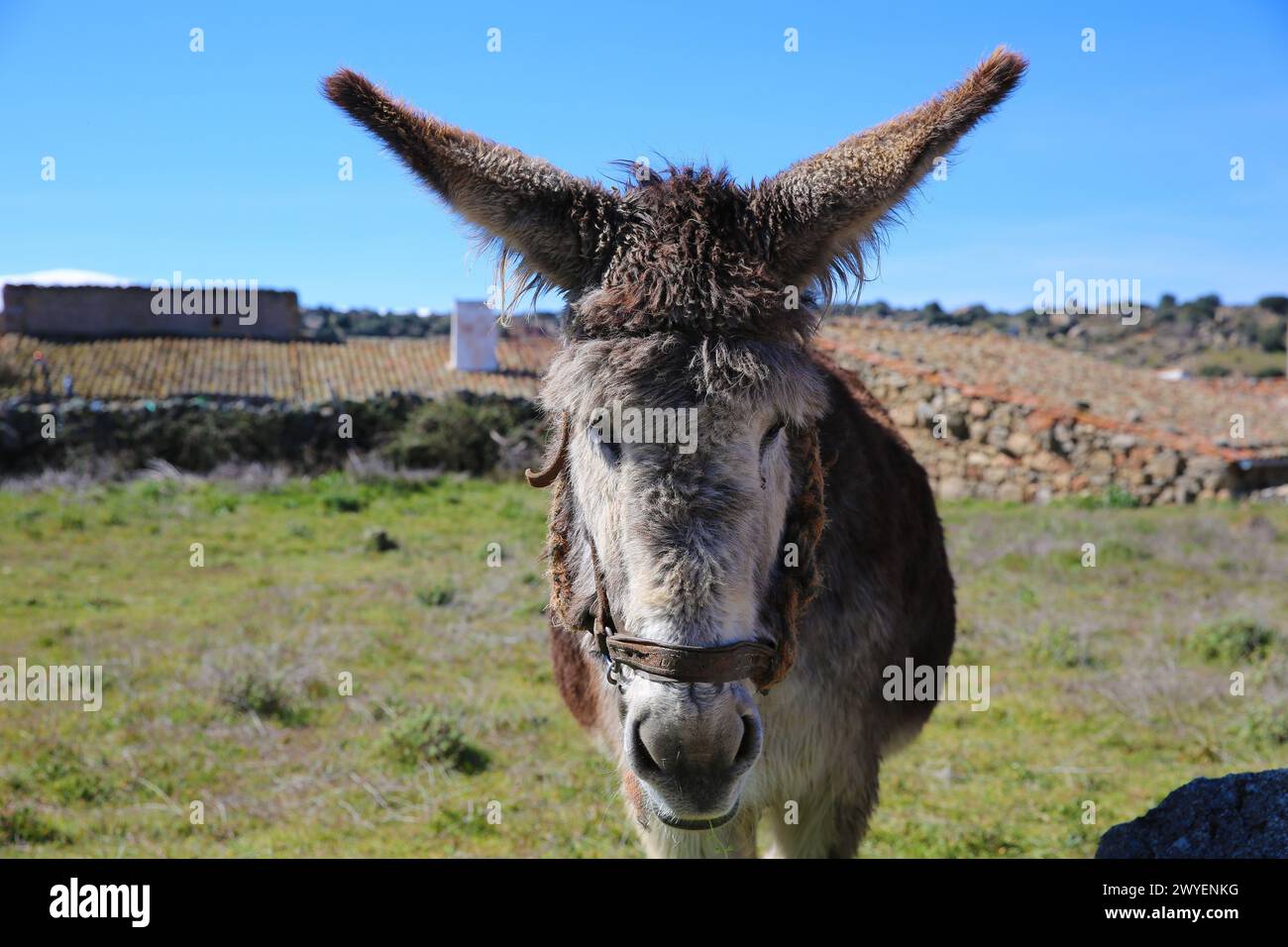 Lachender esel -Fotos und -Bildmaterial in hoher Auflösung – Alamy