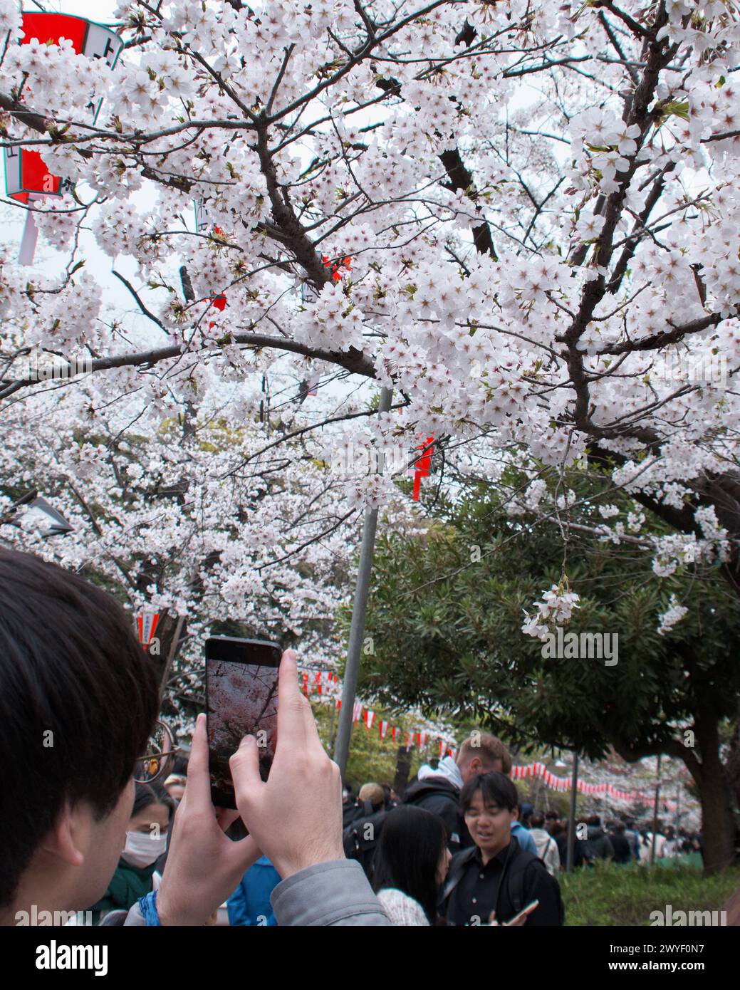 Tokio, Japan. April 2024. Am Samstag, den 6. April 2024, machen die ...