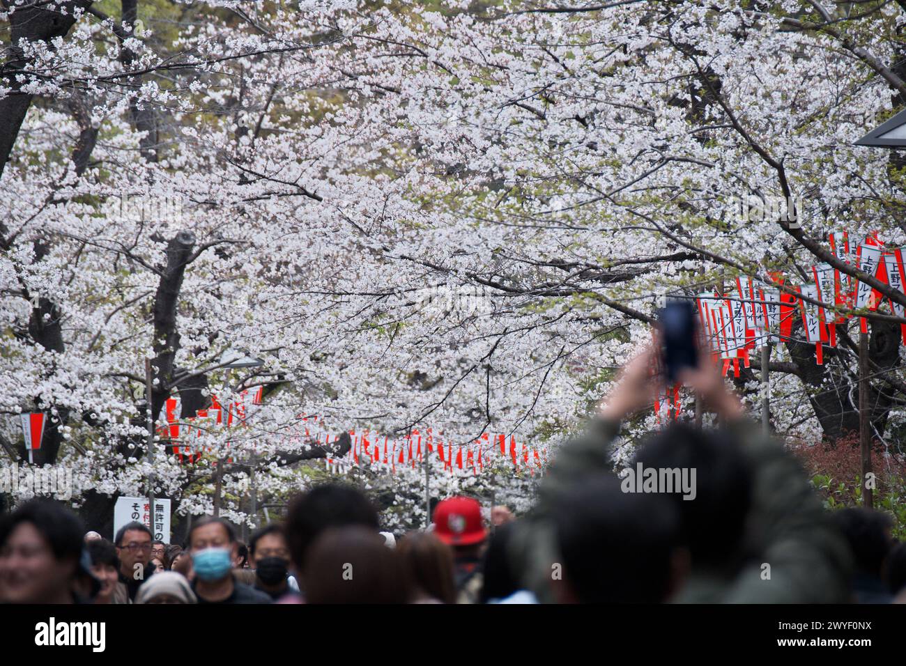 Tokio, Japan. April 2024. Am Samstag, den 6. April 2024, schlendern die ...