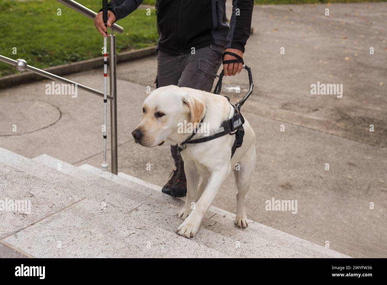 Der Blindenhund hilft seinem blinden Besitzer, dem sehbehinderten Mann, die Treppe hinauf zu ...
