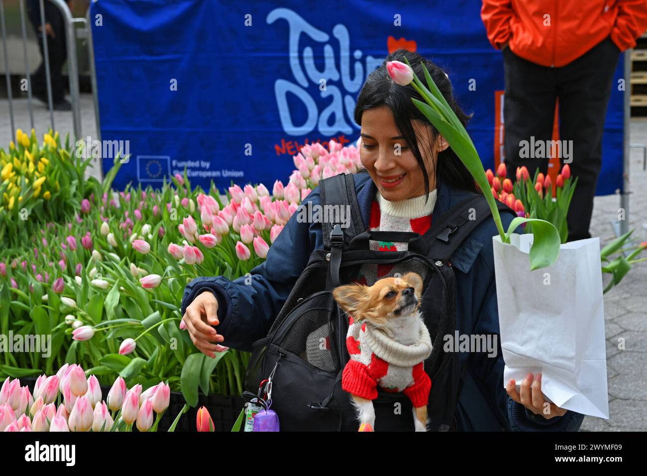 New York, New York, USA. April 2024. Der Tulip Day kommt auf den Union ...