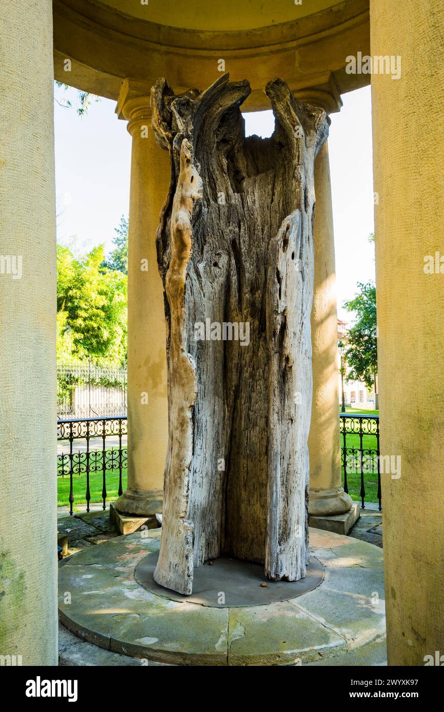 Der „alte Baum“ von Guernica in seinen Tholos. Casa de juntas de ...