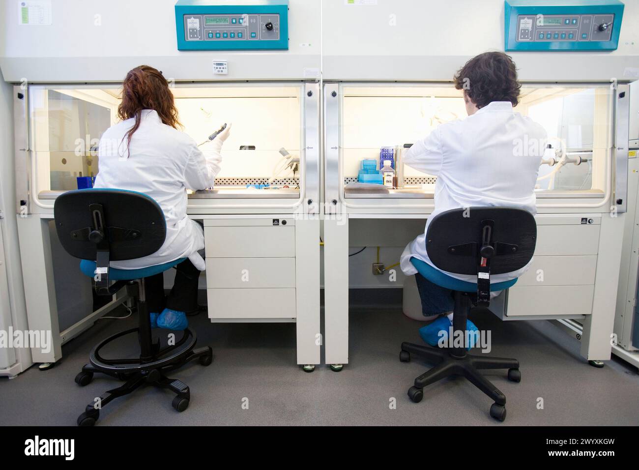 Reinigung von Leukozyten in laminarer Durchflusskammer, Kulturraum ...
