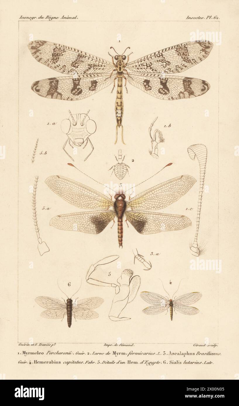 Hemerobius arten -Fotos und -Bildmaterial in hoher Auflösung – Alamy