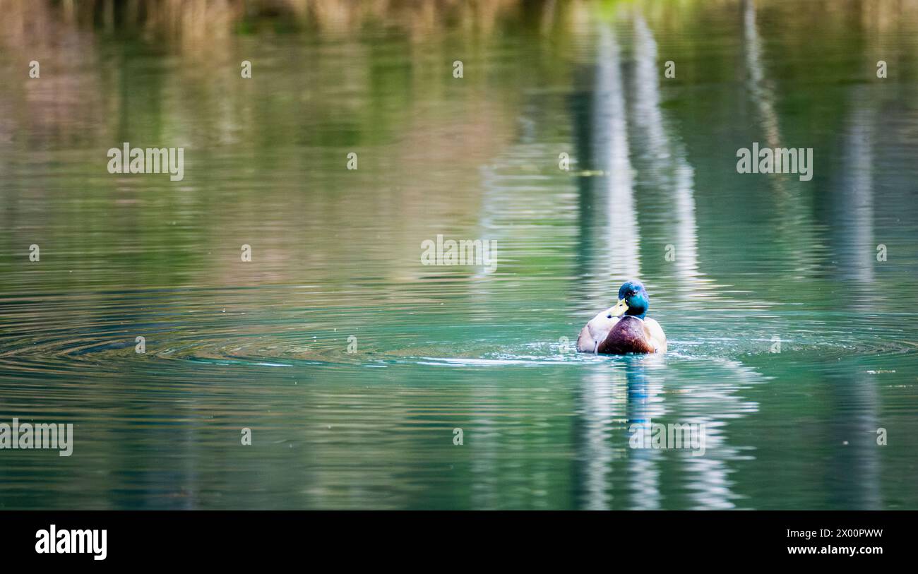 Floating body -Fotos und -Bildmaterial in hoher Auflösung – Alamy