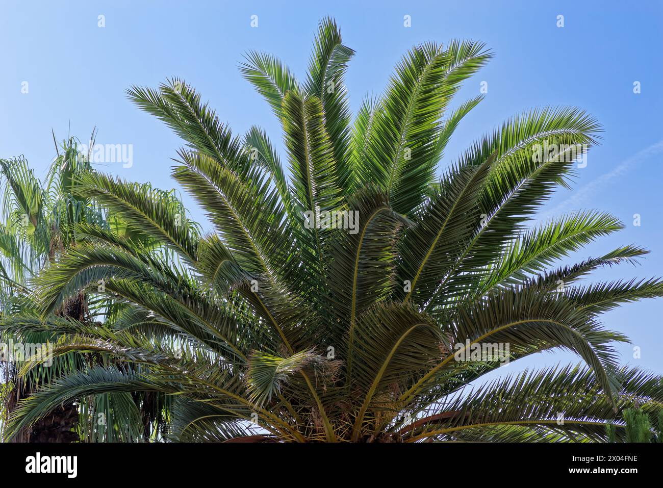 Canary island date palm phoenix canariensis -Fotos und -Bildmaterial in hoher Auflösung – Alamy