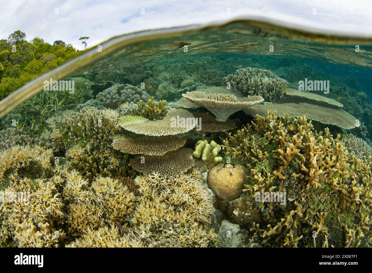 Korallen gedeihen an einem flachen, artenreichen Riff in Raja Ampat ...