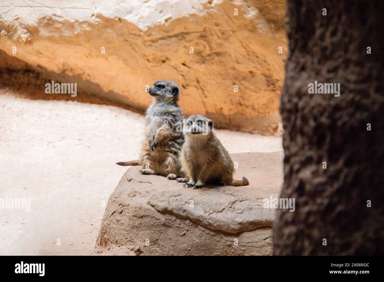 Erdmännchen lebensraum -Fotos und -Bildmaterial in hoher Auflösung – Alamy