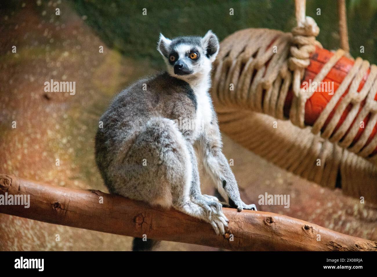 Erdmännchen lebensraum -Fotos und -Bildmaterial in hoher Auflösung – Alamy