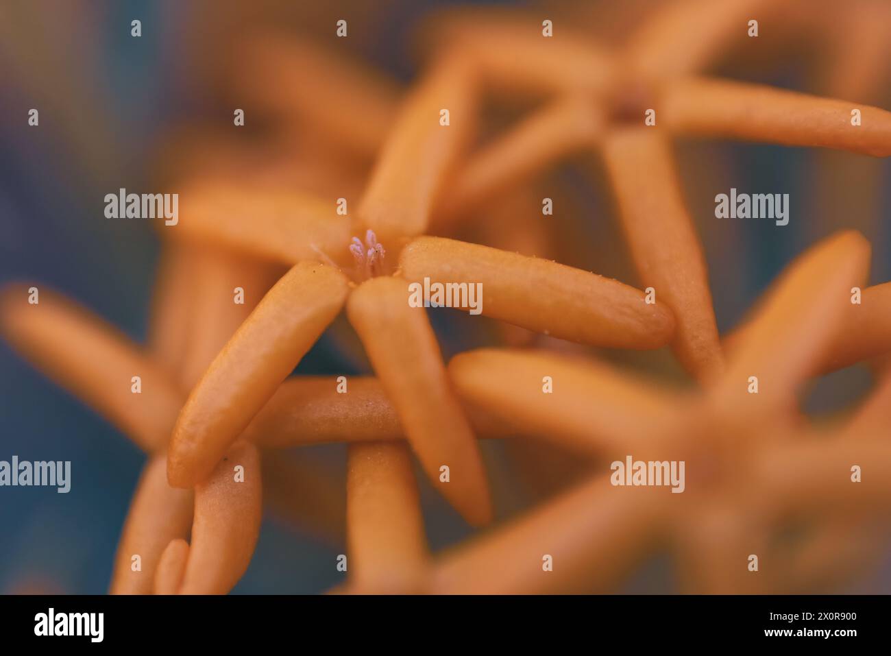 Eine Nahaufnahme der gelben sternförmigen Blüten von Lasiosiphon ...