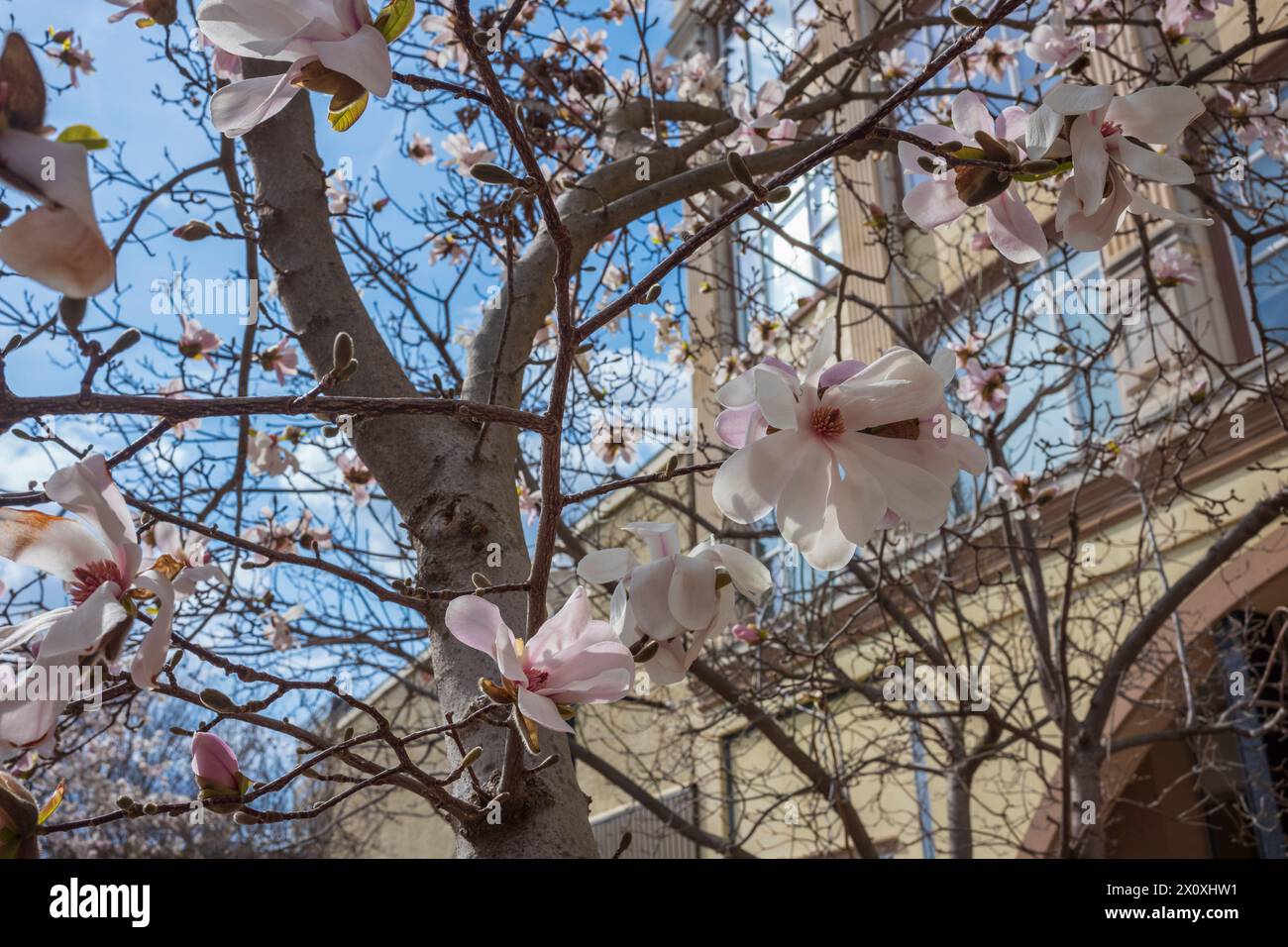 Ein Magnolienbaum zeigt seine Blüten an einem warmen Wintertag entlang ...