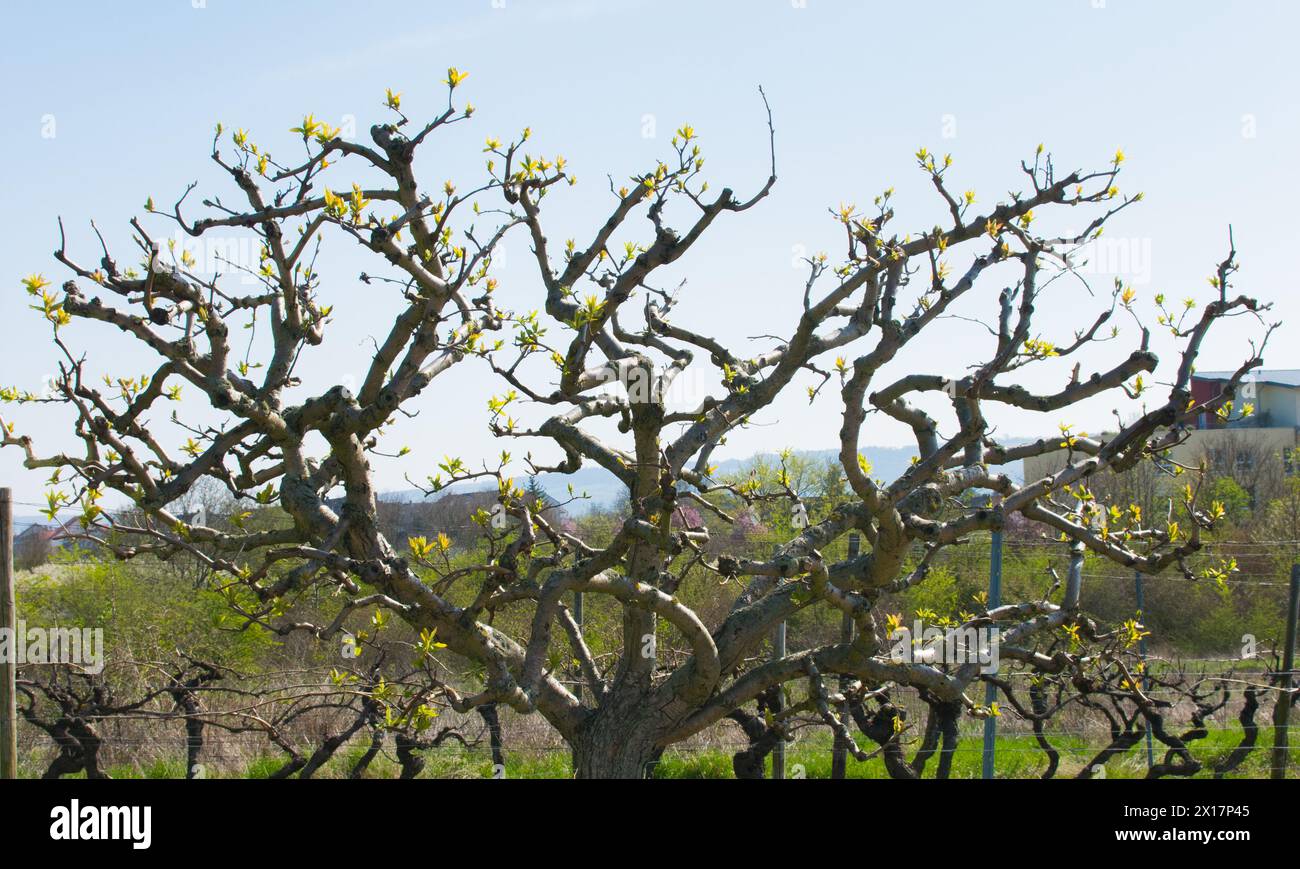 Großer Baum und Landschaft des Weinbergs mit viel leeren Trauben Bäumen ...