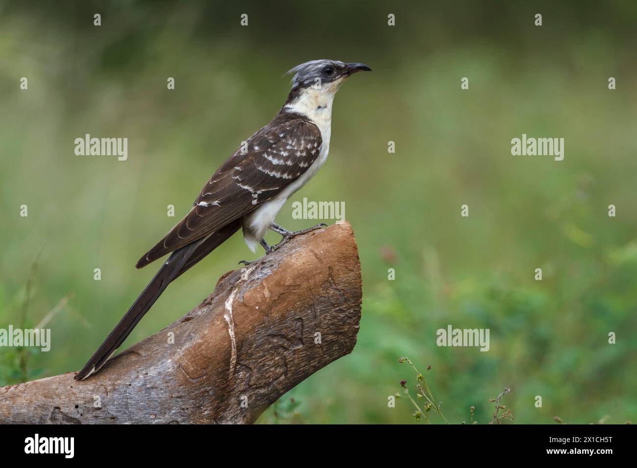 Toller gefleckter Kuckuck, seitlicher Blick auf einem Baumstamm im Kruger-Nationalpark ...