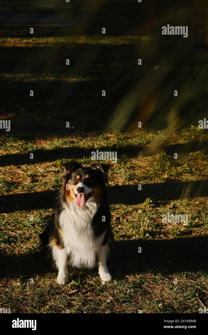 Ein schwarzer, flauschiger australischer Schäferhund sitzt in einem ...