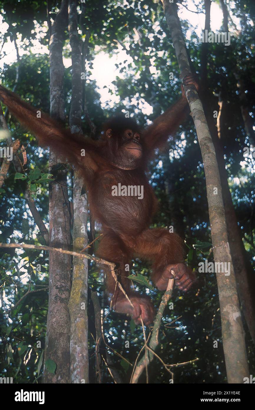 Junge Bornean Orang Utan, Pongo pygmaeus, auf dem Boden, kritisch ...