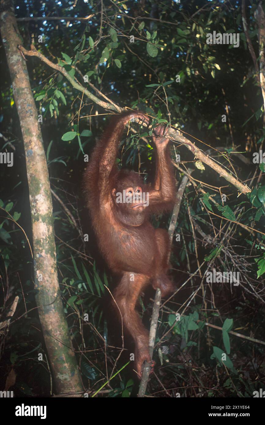 Junge Bornean Orang Utan, Pongo pygmaeus, auf dem Boden, kritisch ...