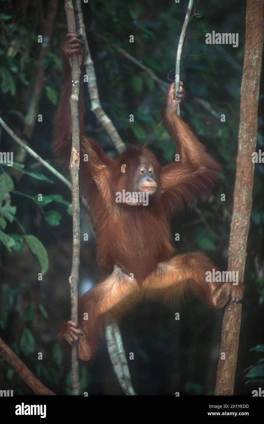 Junge Bornean Orang Utan, Pongo pygmaeus, auf dem Boden, kritisch ...