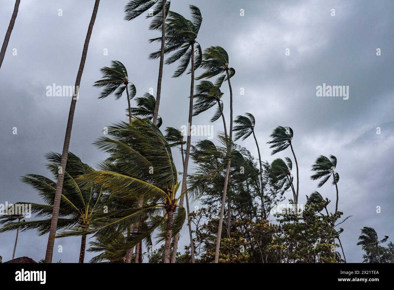 Palmen im wind biegen -Fotos und -Bildmaterial in hoher Auflösung – Alamy